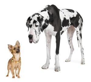 Animal Breeding-Methods | BIOZOOM